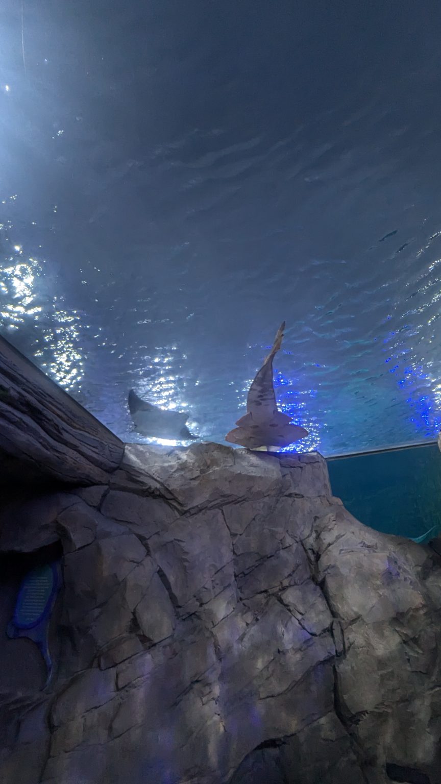 Visiting SeaWorld with Small Children