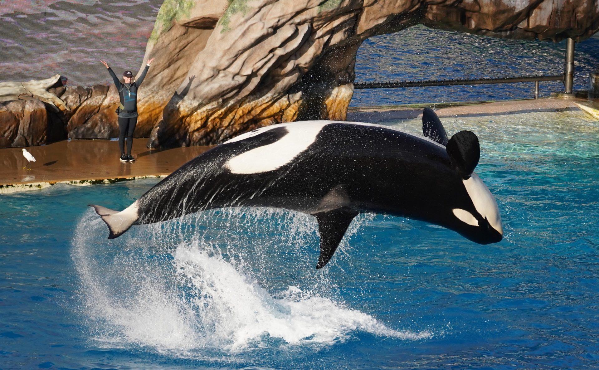 SeaWorld Orlando Preschool Card: What You Need to Know