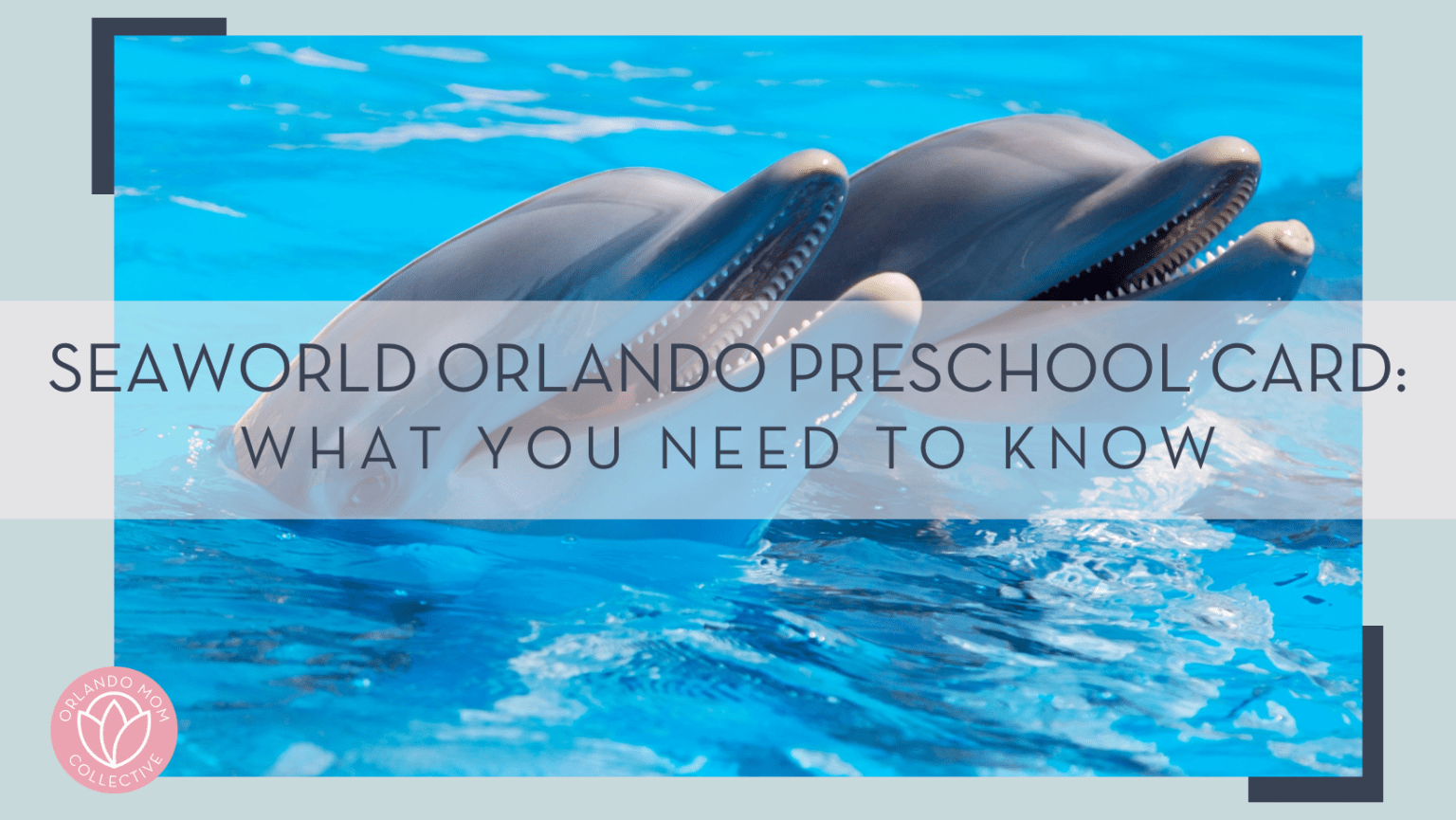 SeaWorld Orlando Preschool Card: What You Need to Know