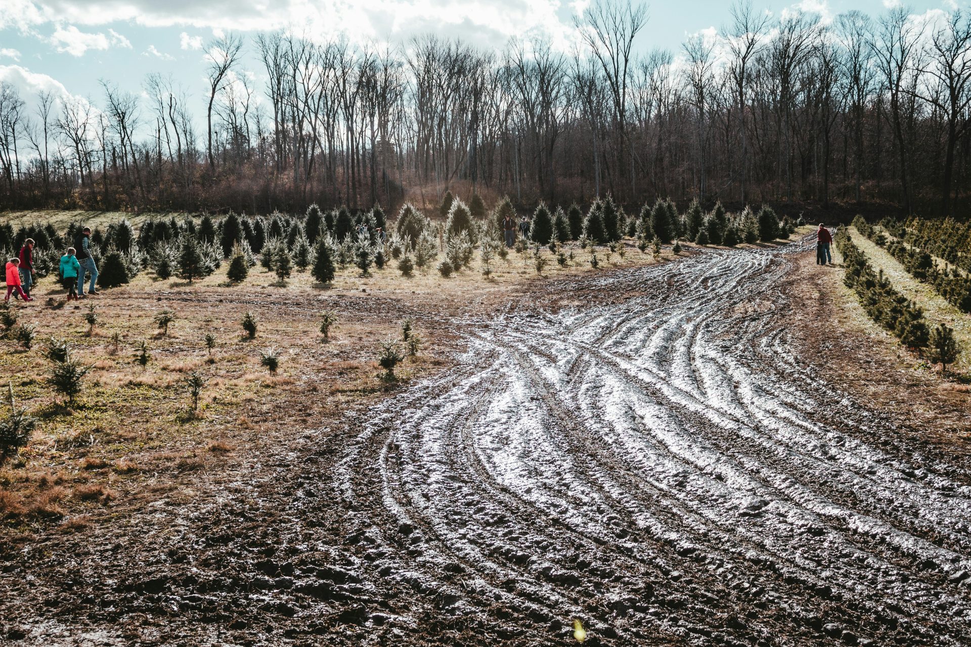 Central Florida Christmas Tree Farms